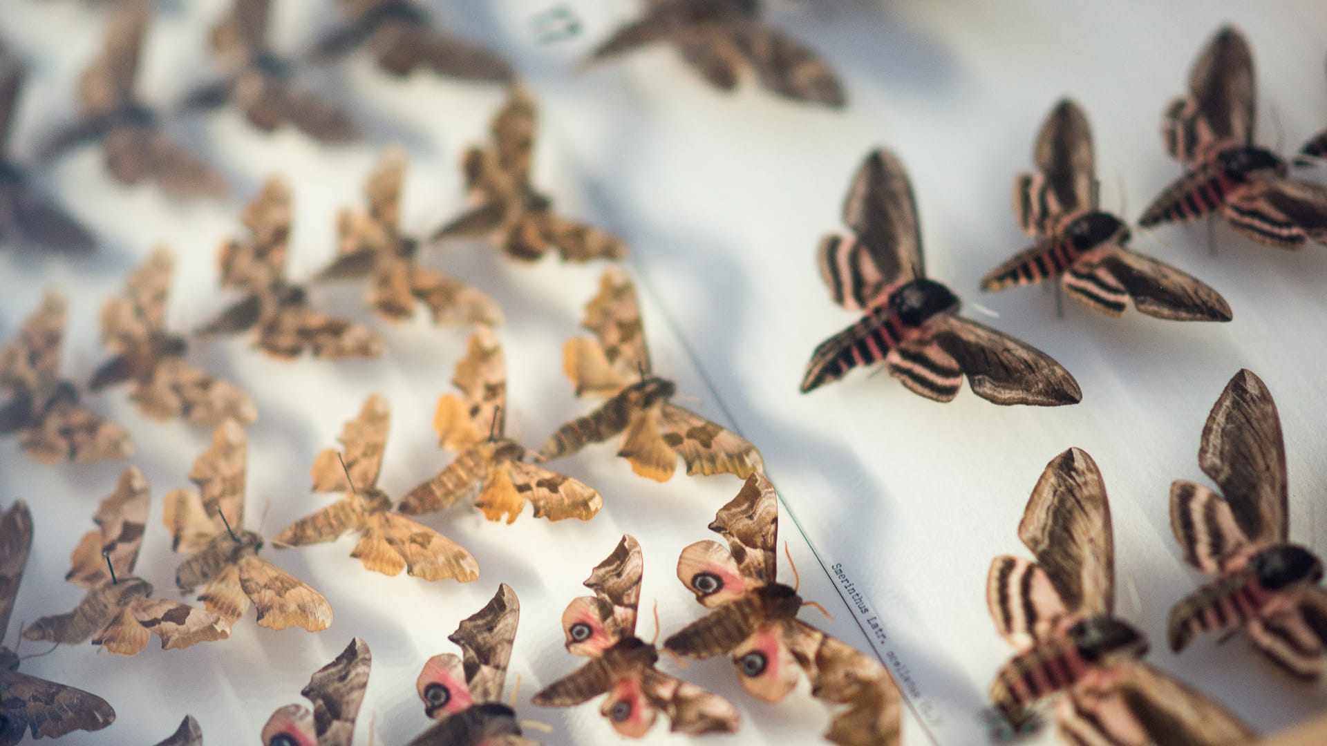 Lepidoptera Collection - Kokkola