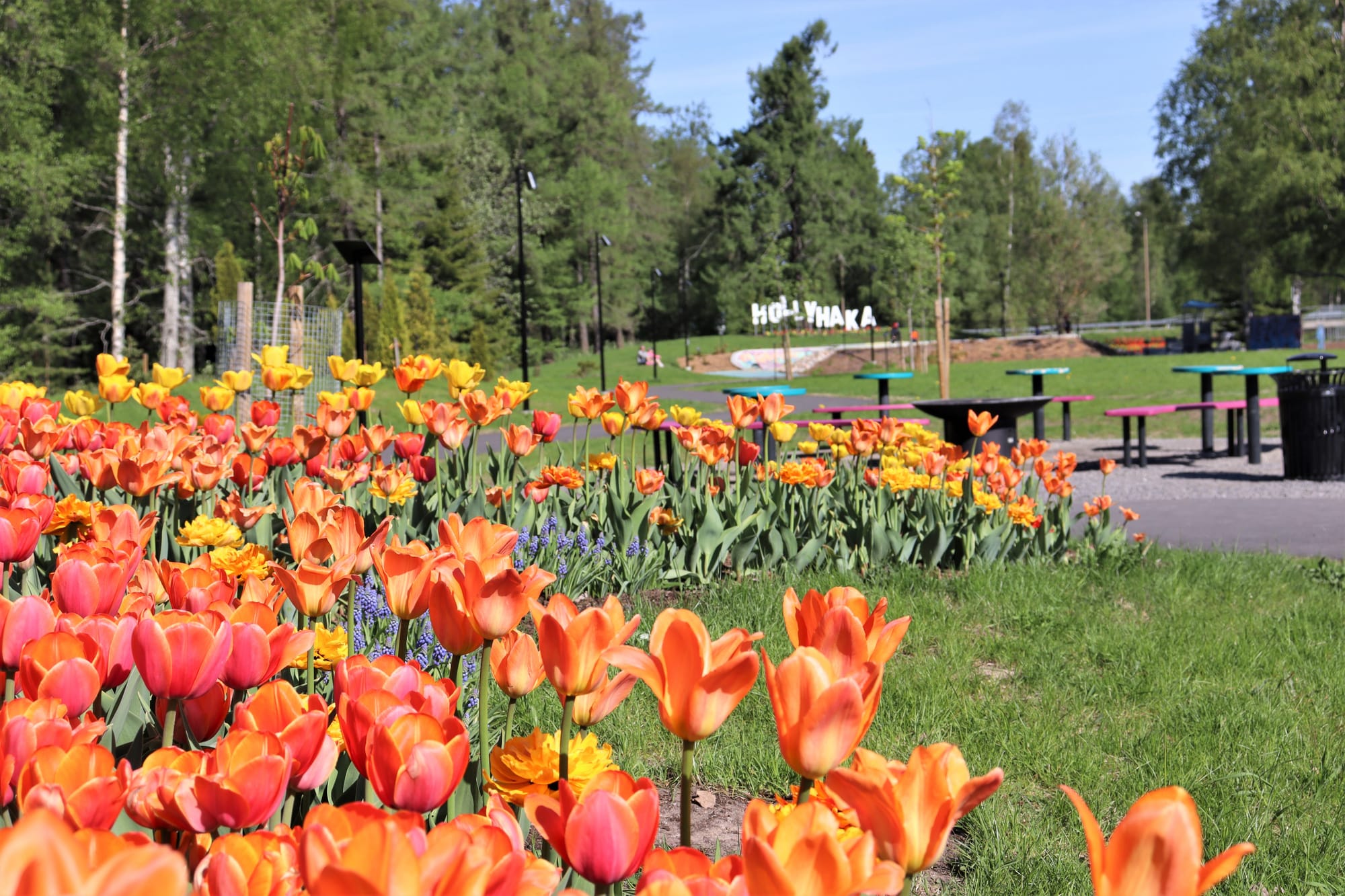Kom med och plantera blomsterlökar i Brita Marias park 20.9 - Kokkola