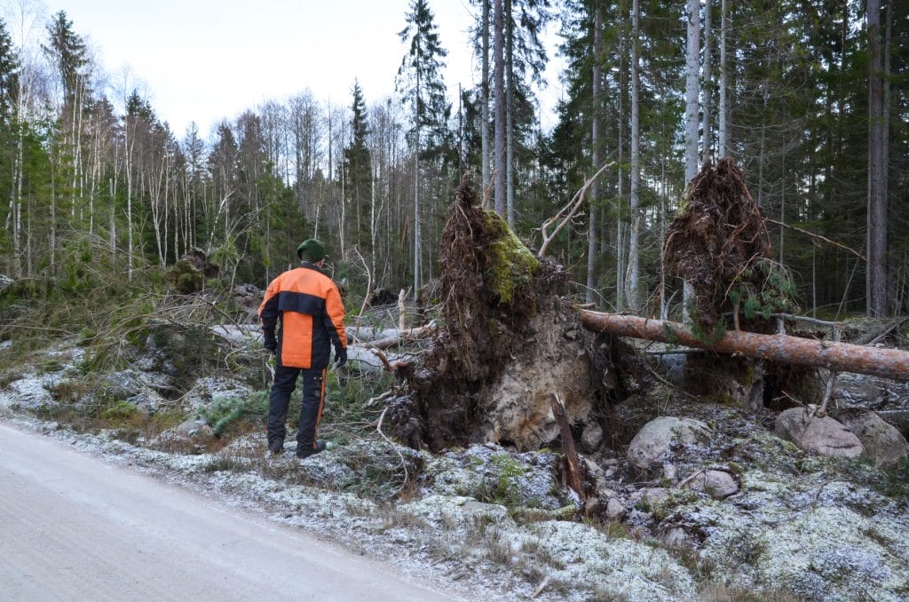 Röjning av stormskador i stadens skogar har inletts - Kokkola